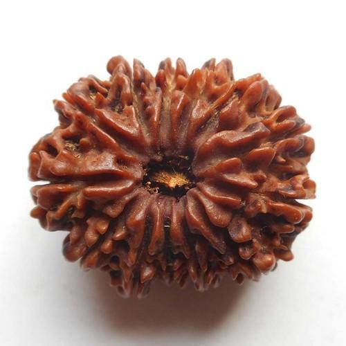 Real Rudraksha Supplier -Kamalseetha