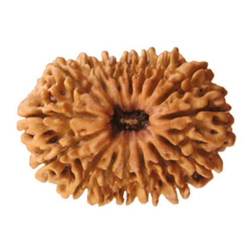 Real Rudraksha Supplier -Kamalseetha